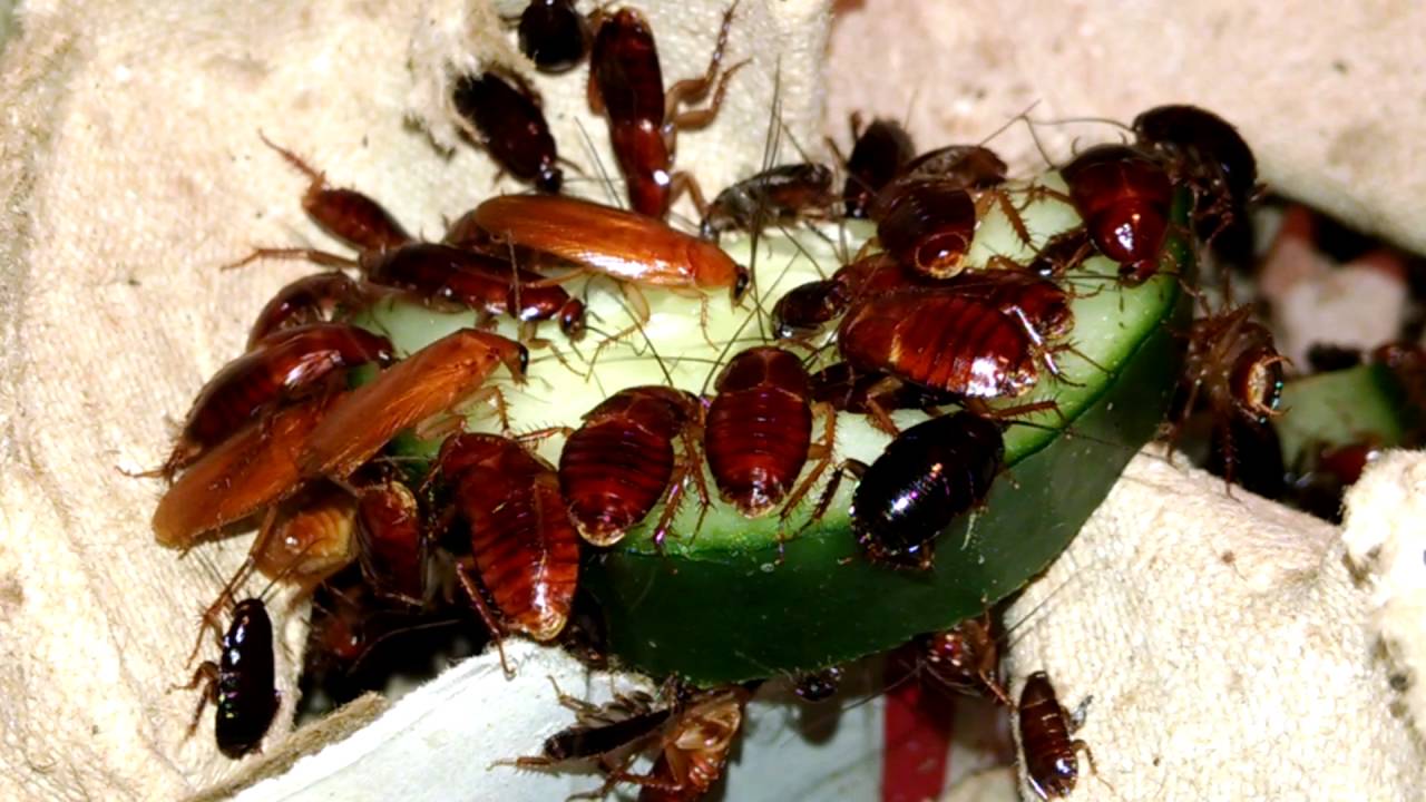 Smooth Cockroaches - unadorned roach - Symploce pallens roaches ...