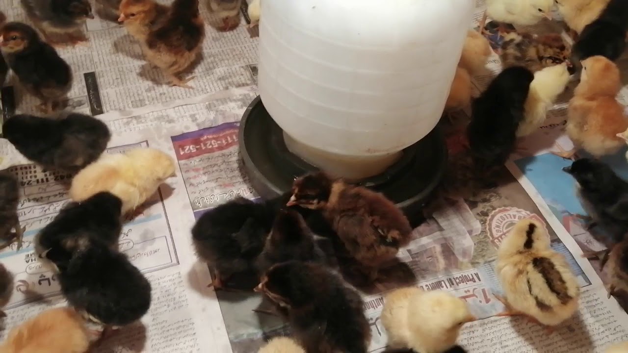 1 Day Old Chicks in a Larged Temprature Controlled Brooder - YouTube