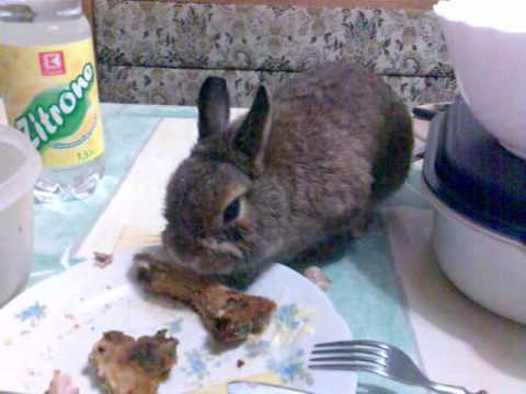 Honk der fleischfressende Hase.3gp - YouTube