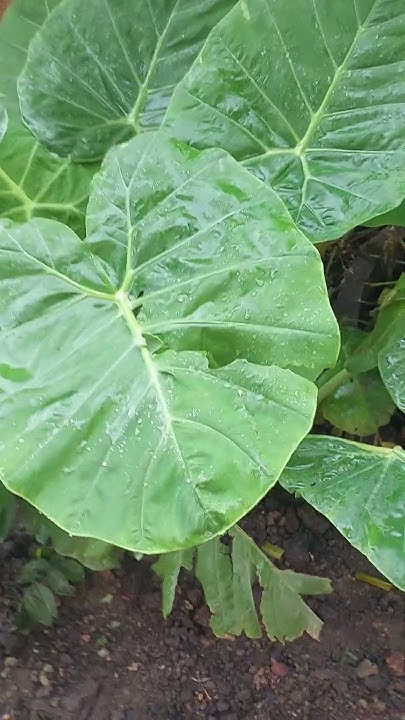 #ต้นทูนกินกับส้มตำ หรืแกงส้มก็ได่ #มากินด้วยกันจ้า - YouTube