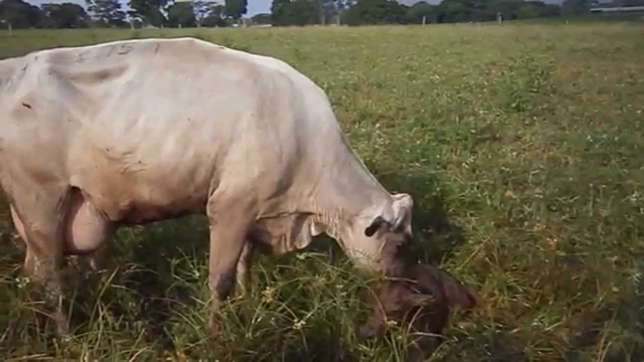 VACA CARORA - YouTube