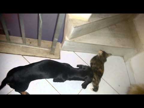 Cachorro assediando gata, gata tarada,