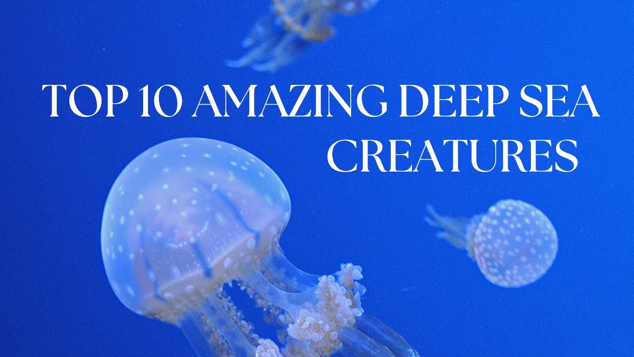 Top 10 Amazing deep sea creatures - YouTube