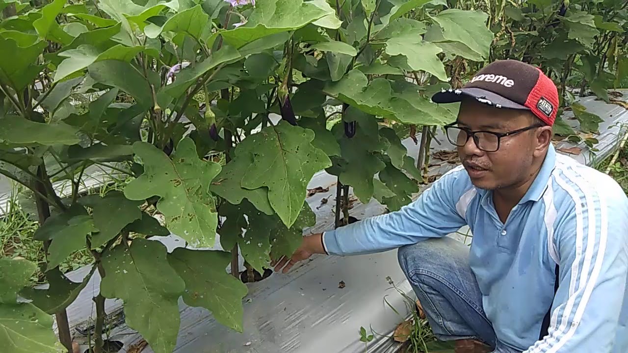 Tutorial mengatasi layu posarium tanaman terong,🍆 - YouTube