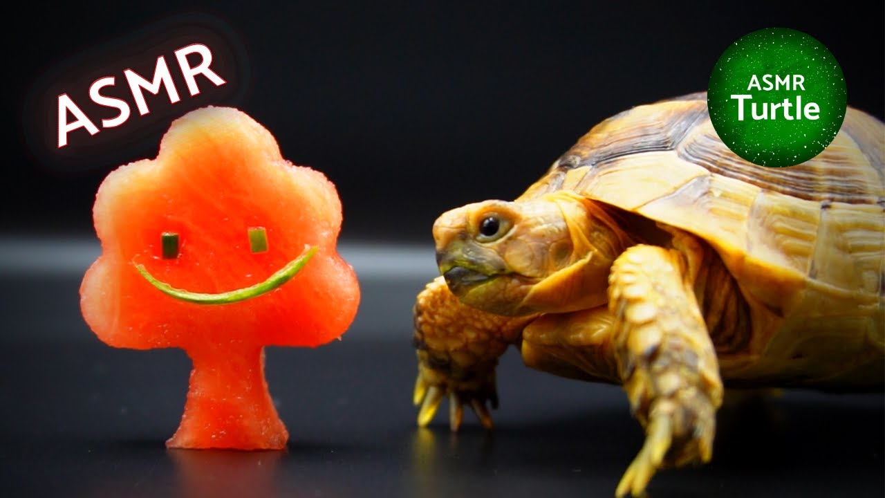 Turtle Tortoise Eating Watermelon Tree ASMR Mukbang🐢 - YouTube