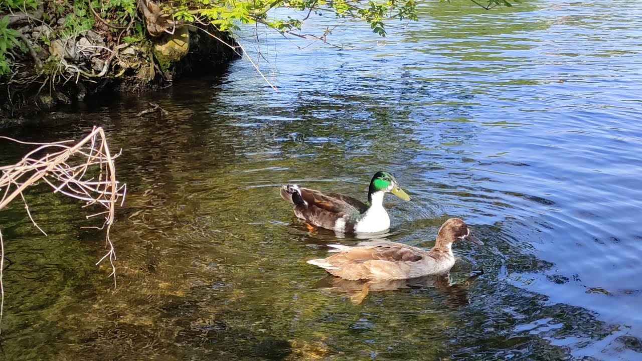 A Lovely Duck Couple!!! Part II - YouTube
