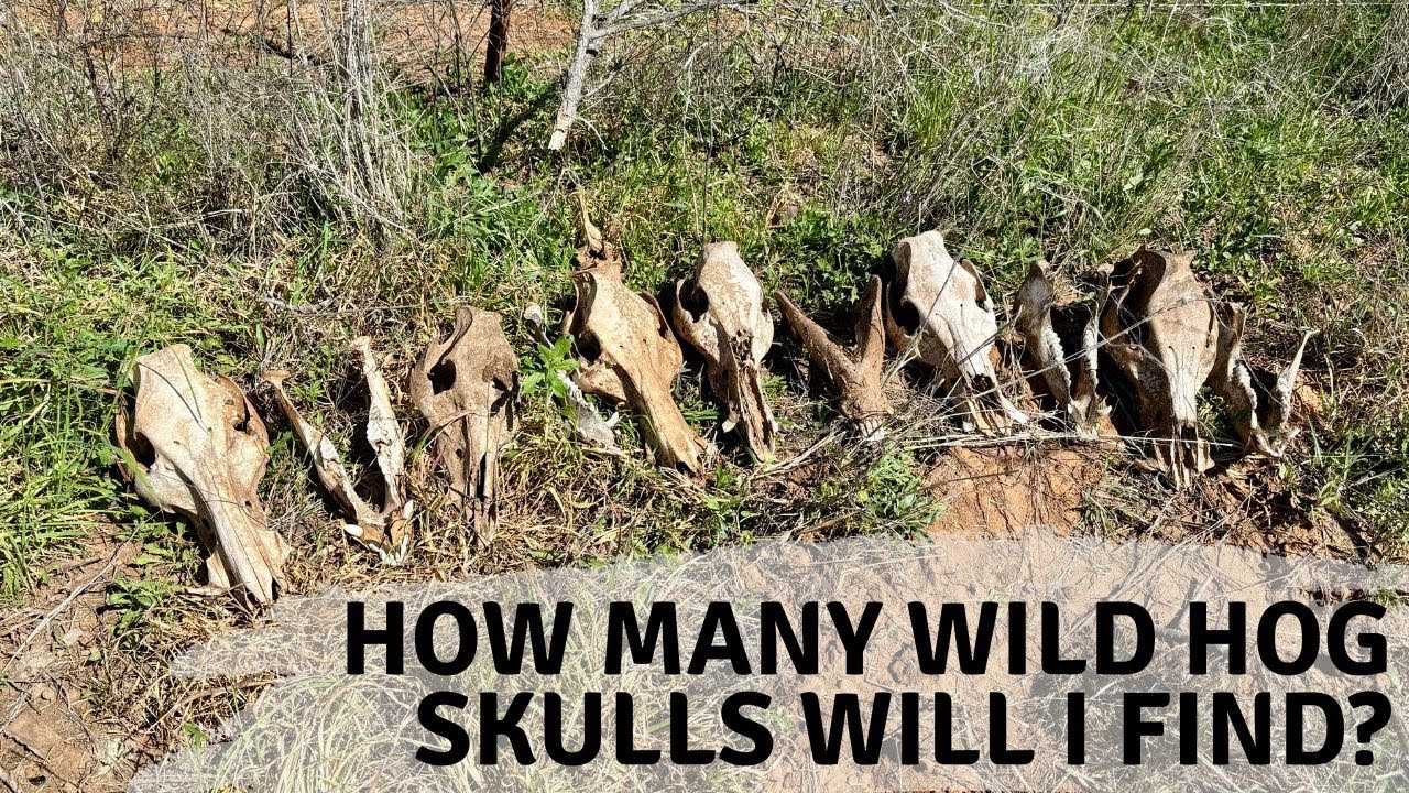 Digging Up Bones - YouTube