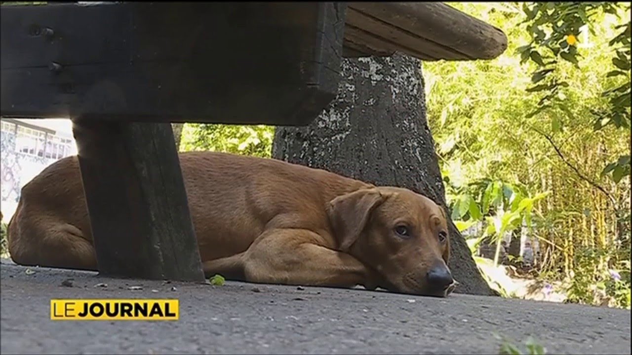 Les chiens d’une SDF embarqués - YouTube