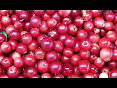 Podagra. Подагра. - YouTube