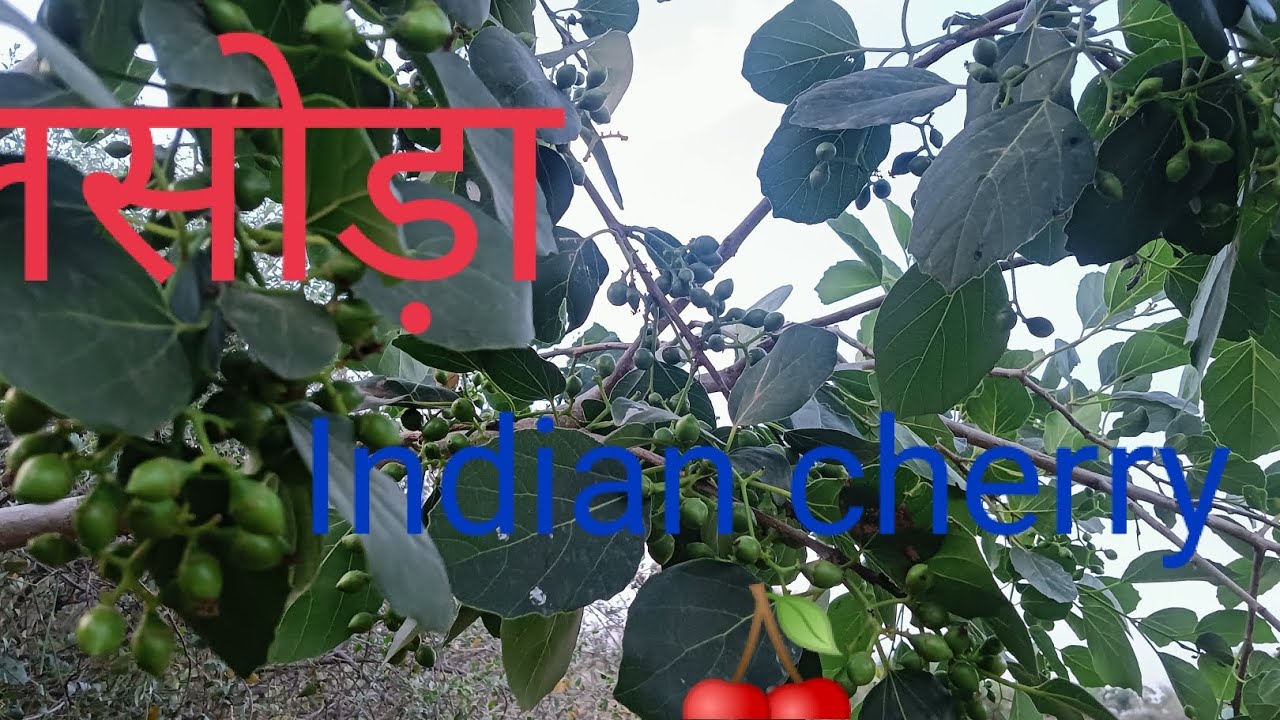 Rajasthan's most beautiful plant is Lasoda || Indian Cherry || Leswa ...