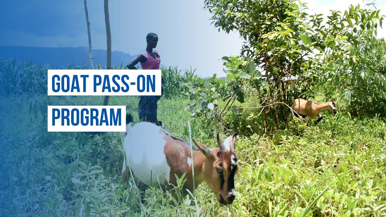 Changing Lives Through Goat Pass-On Program - YouTube