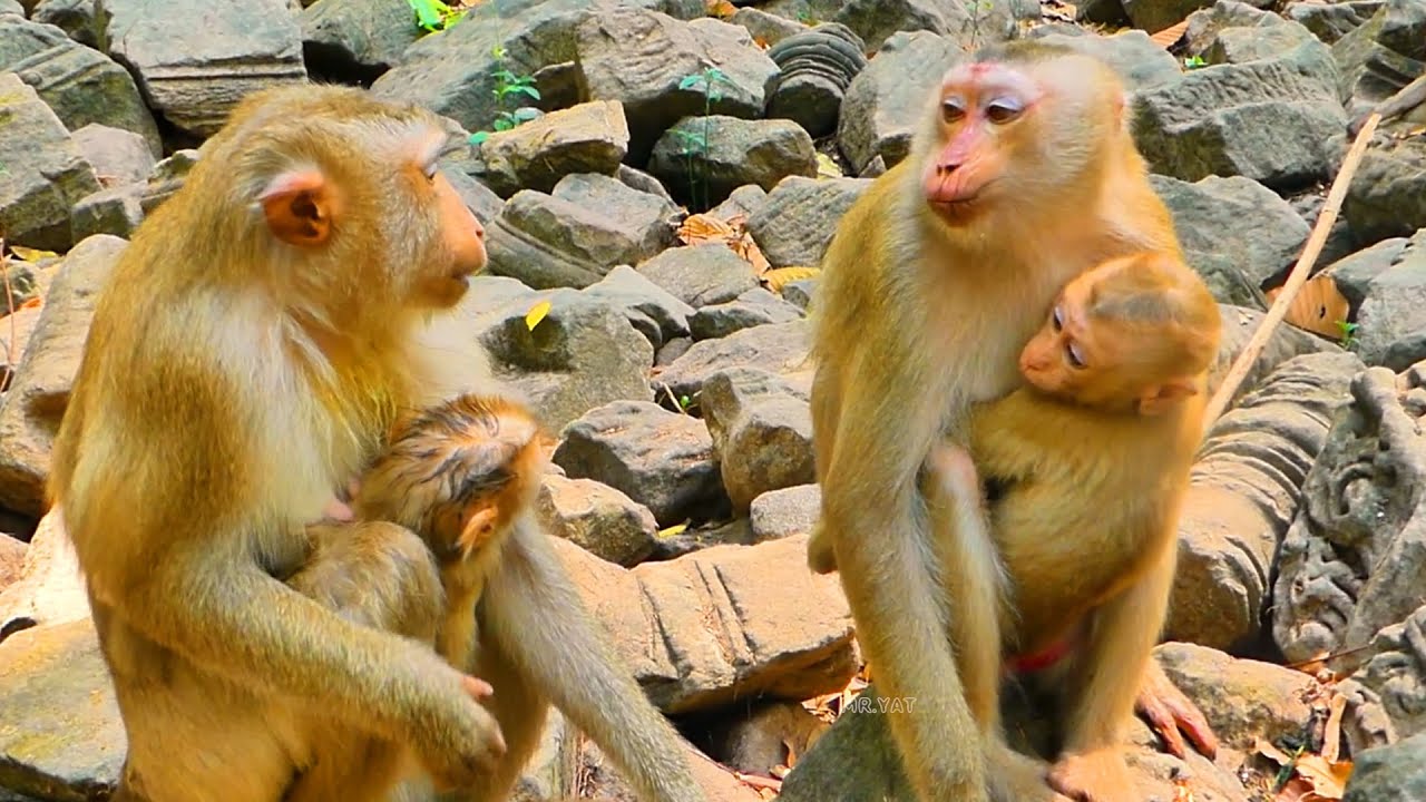 Lexi, the monkey baby, and her mother lip-smack while summoning Mollie ...