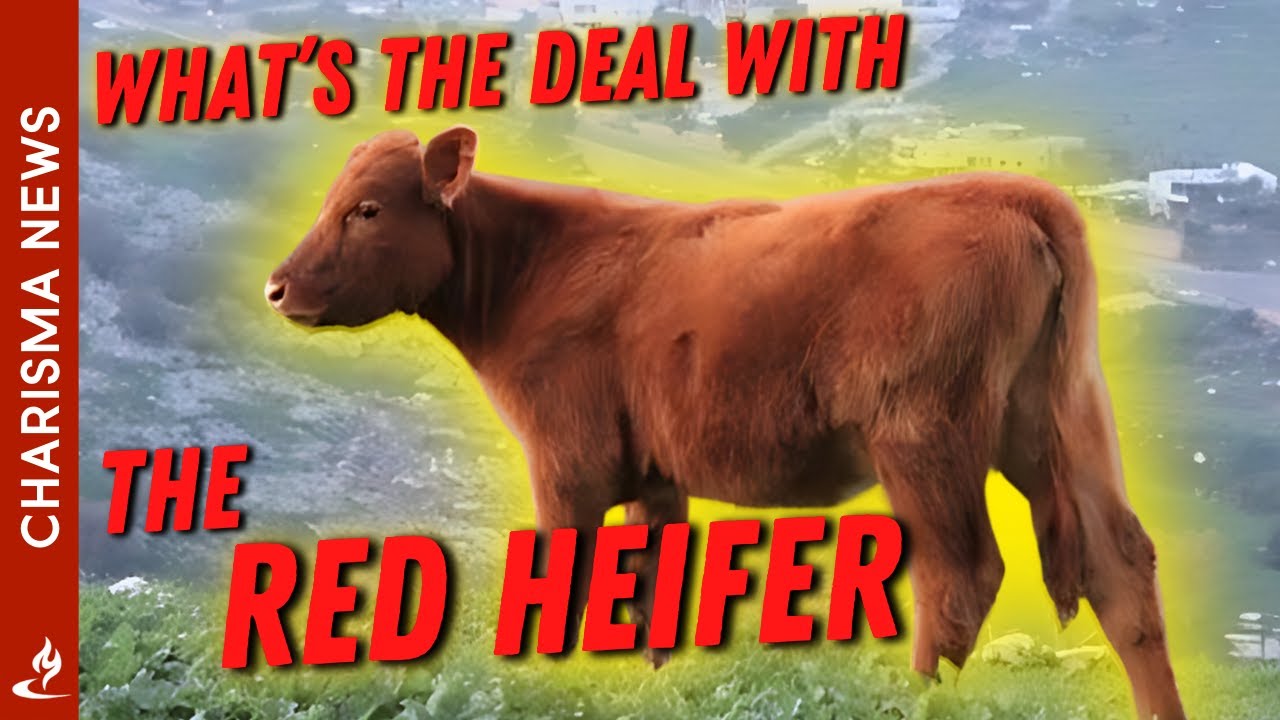 The Prophetic Red Heifers: End Times Significance Revealed! - YouTube