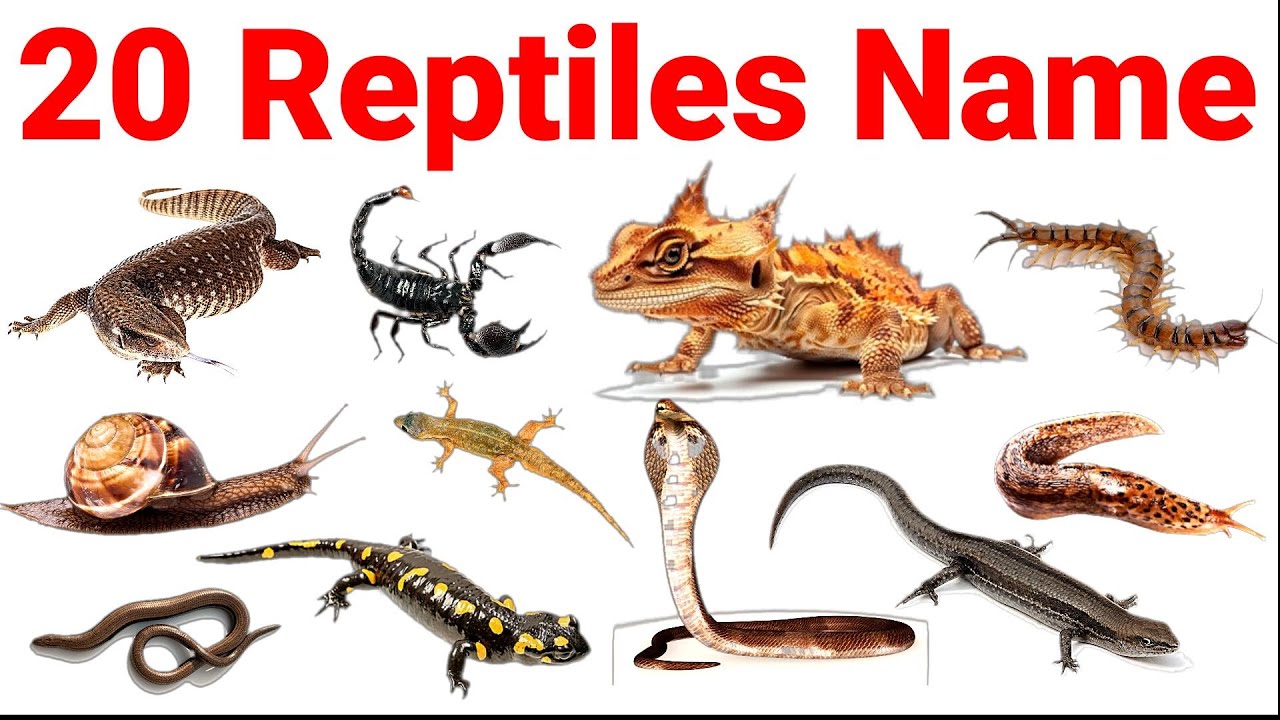 20 Reptiles Name in English | Learn Reptile Animals for Kids with ...