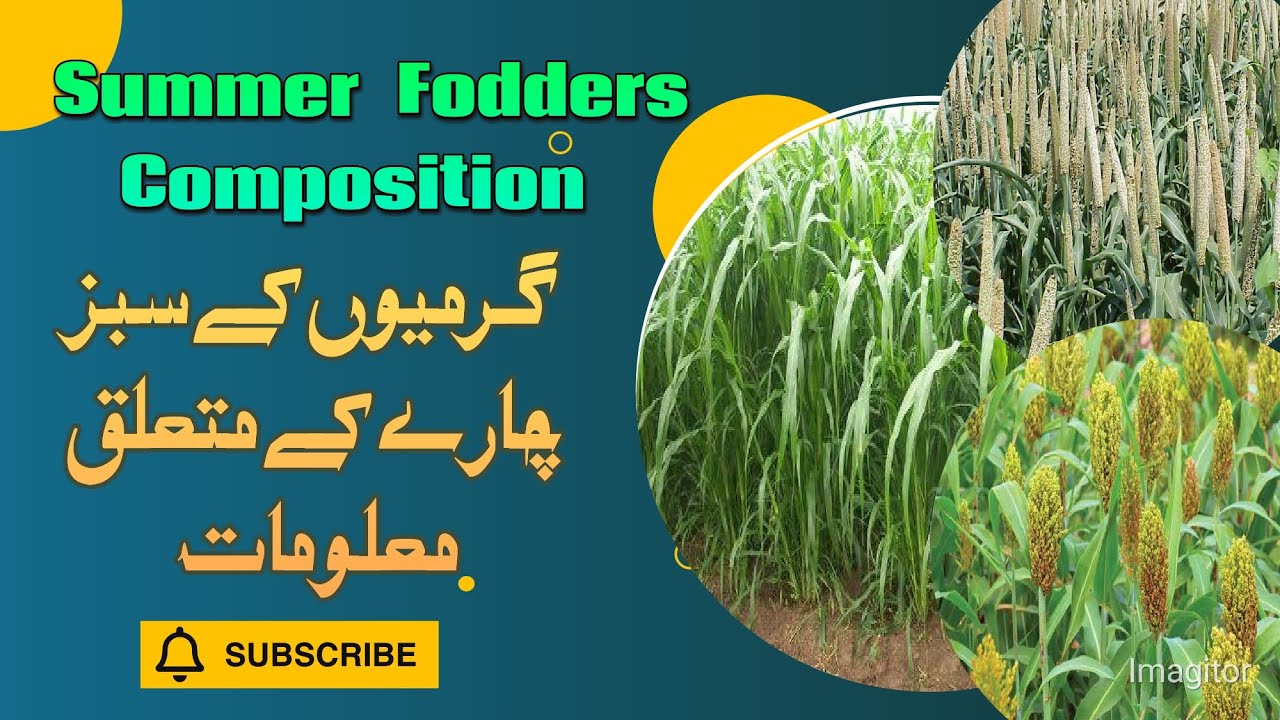 Animals green fodder Nutrition facts, Janwron k sabz chary ki malomat ...