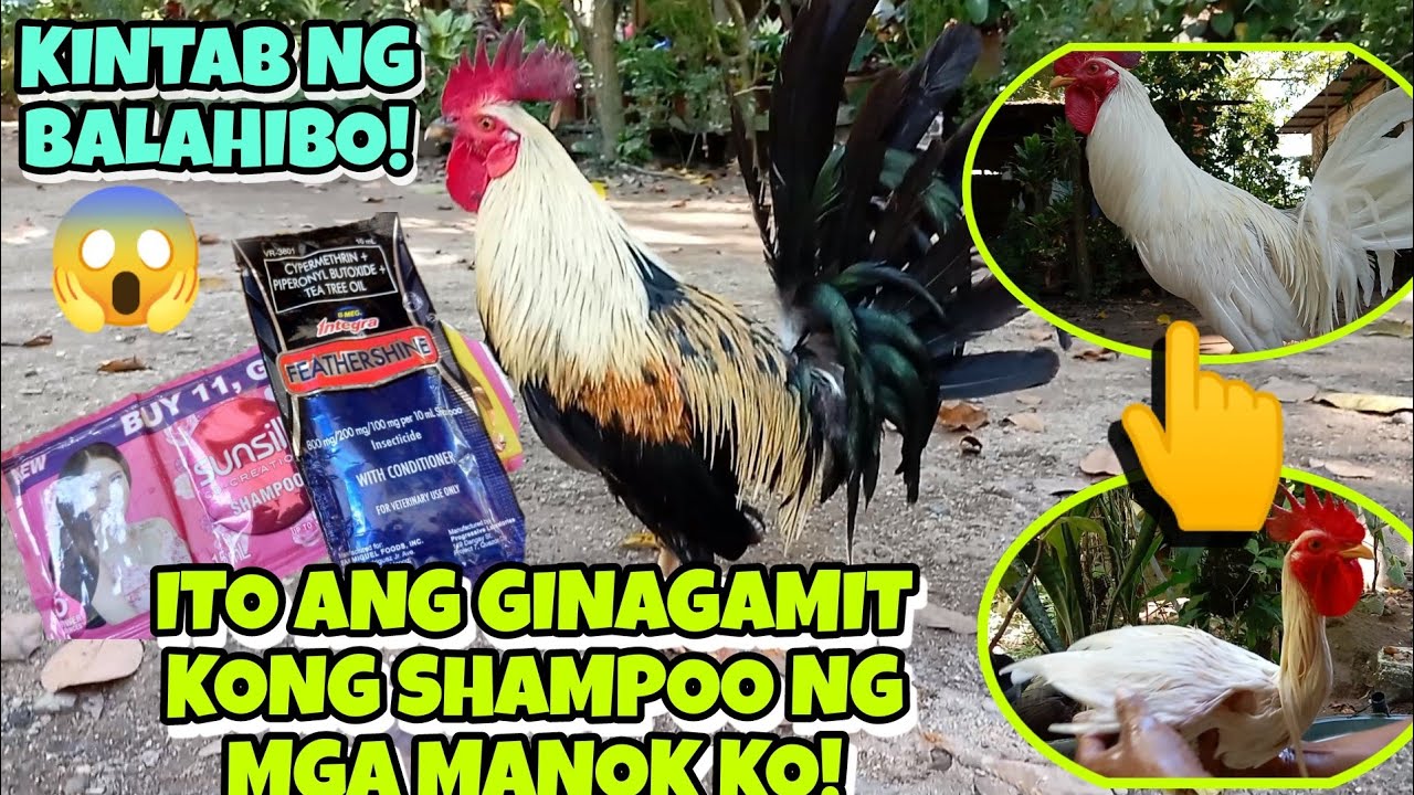 GANITO KO PINAPALIGOAN MGA MANOK KO + ITO ANG SHAMPOO NILA | ANG KINTAB ...