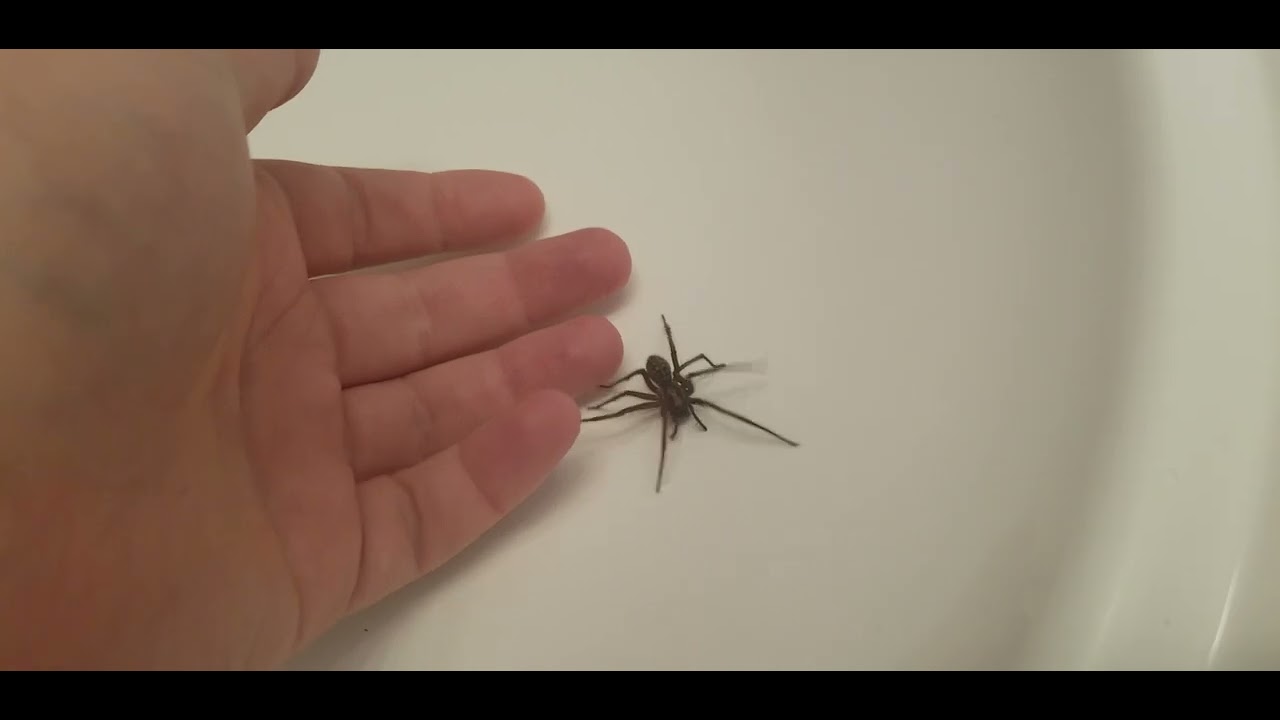 Removing a giant house spider from the sink. - YouTube