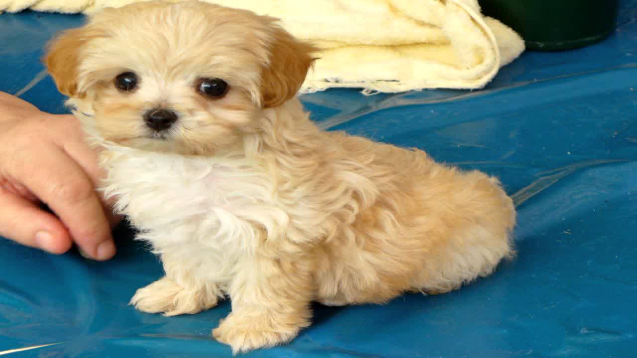 Hi, this is Cindy. Cindy is a toy Maltese/Shih Tzu cross. maltese ...