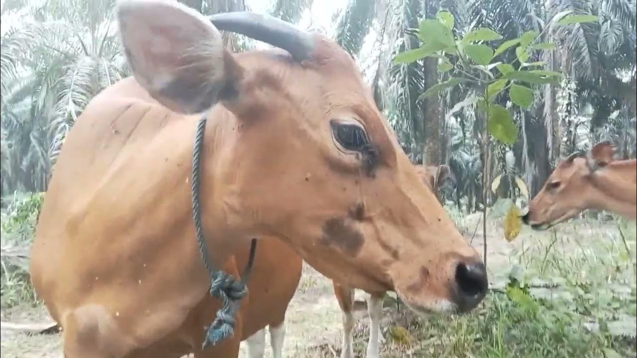 Cepat Kaya.🤣 Sapi Bali indukan Super - YouTube