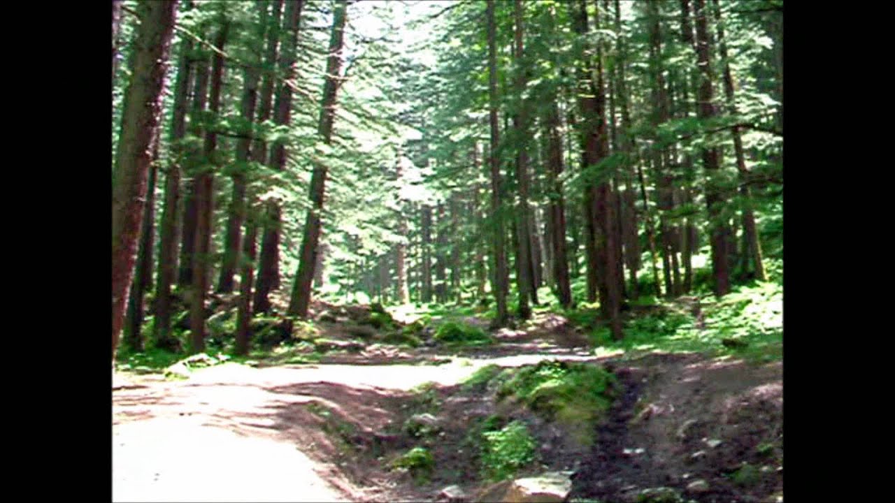 pulga fairy forest - פולגה יער הפיות - YouTube