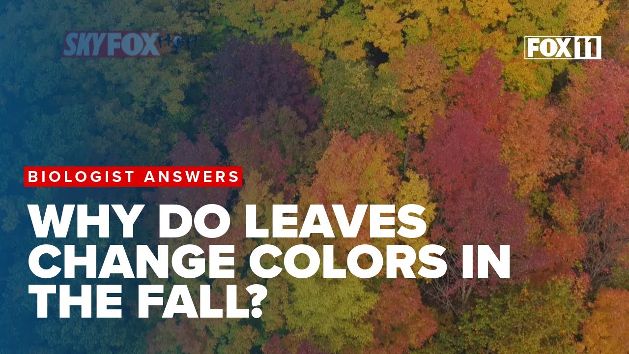 Full interview: Biology professor explains the process of leaves ...
