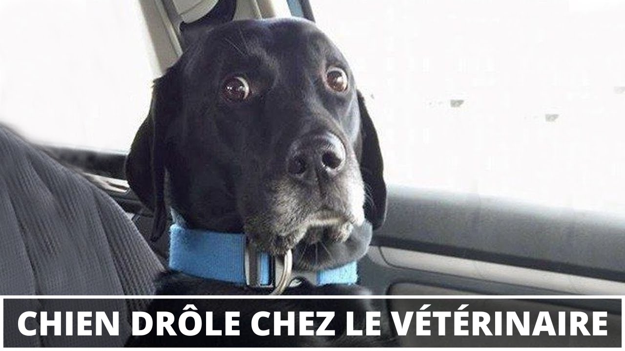 Réactions amusantes de chiens chez le vétérinaire 🐶😂 - YouTube