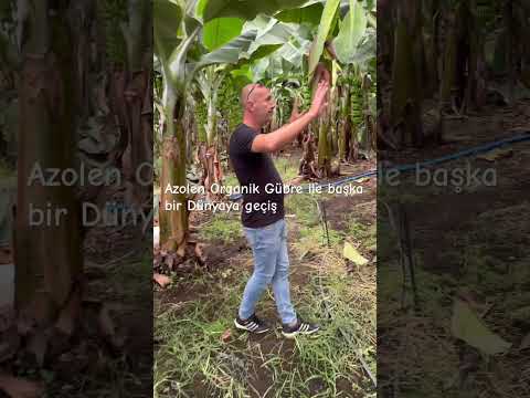 Azolen organik #gübre #banana #fruit #organikmeyve #agro #tarım #doğal #nature #öneçıkar