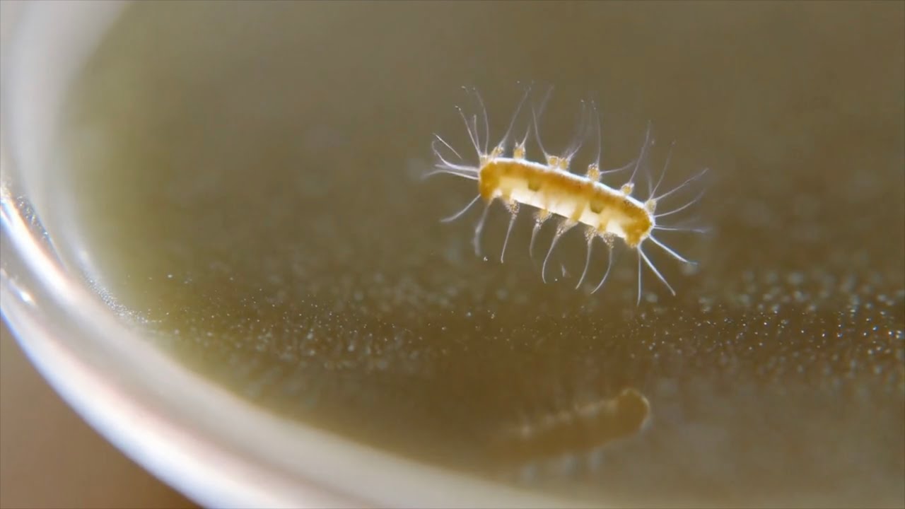 Microscopic Life 2000x Zoom - YouTube