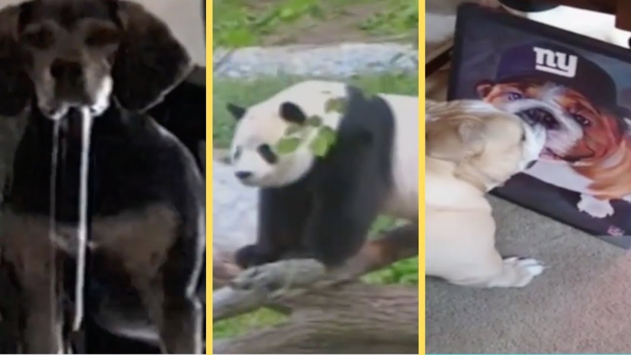 BEST ANIMAL VINES - Funny Pets Animals Moments - AMERICA'S FUNNIEST ...