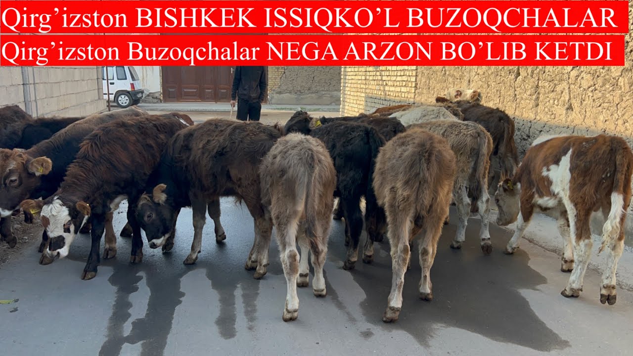 Qirg’izston Bishkek ISSIQKO’L buzoqchalar NEGA ARZON BO’LIB KETDI 🏃🏃🏃🏃🏃 ...