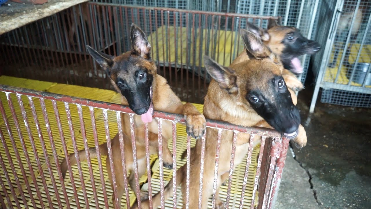 Những kinh nghiệm nuôi chó beggie Bỉ hữu ích cho mọi người khởi nghiệp ...