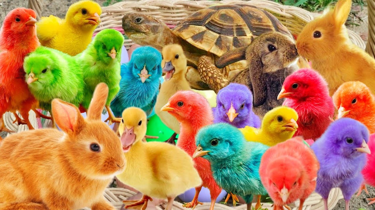 Catch rainbow chicks, colorful chicks, rainbow chickens, cute turtles ...