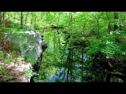 GREEN ☘️ NATURE STATUS VIDEO WITH SONG MUSIC 🎶 #natureshorts #shortsvideo #shorts #status