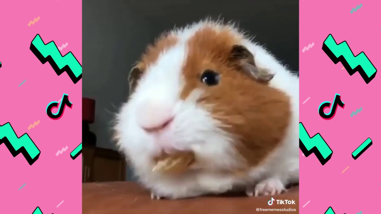 Javi Mascotas Divertidas ep0002 - YouTube