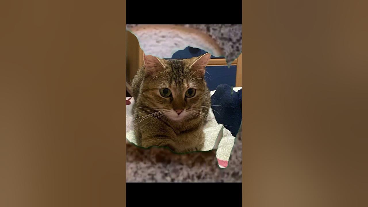 Кошка мята вкусняшка 😋😂😂😂🤣 #кошка #прикол #намазканахлеб - YouTube