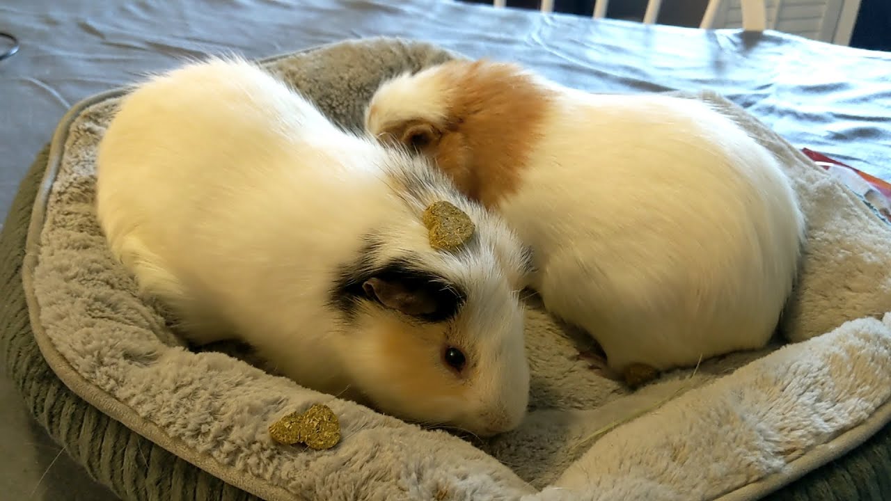 Cute Guinea Pigs Make Me Happy - YouTube