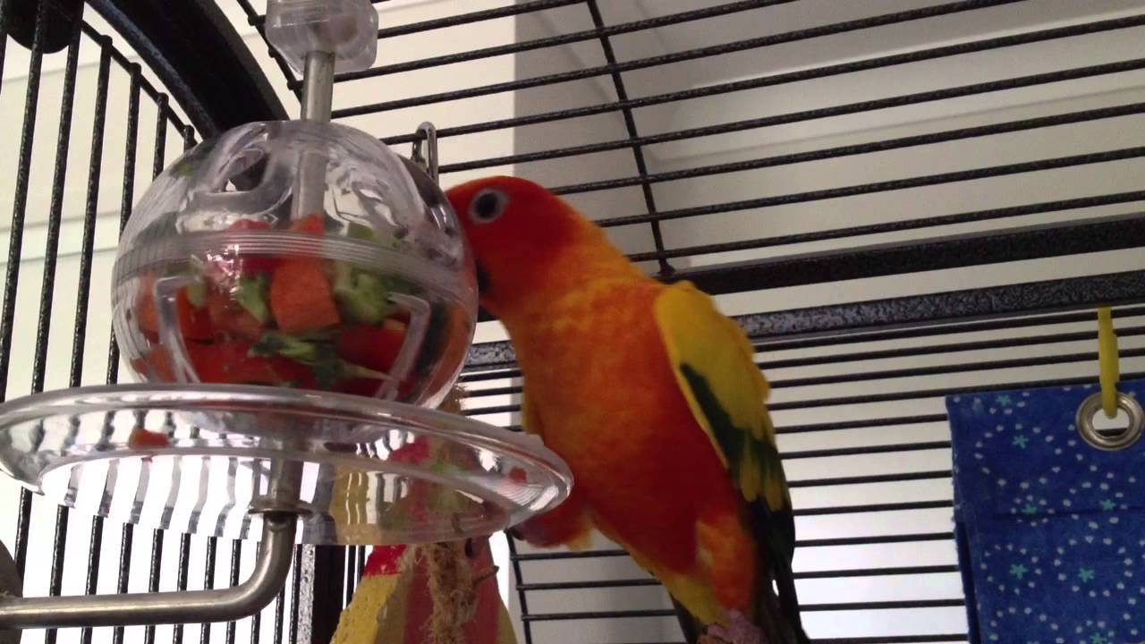 Mojo and The Buffet Ball - YouTube