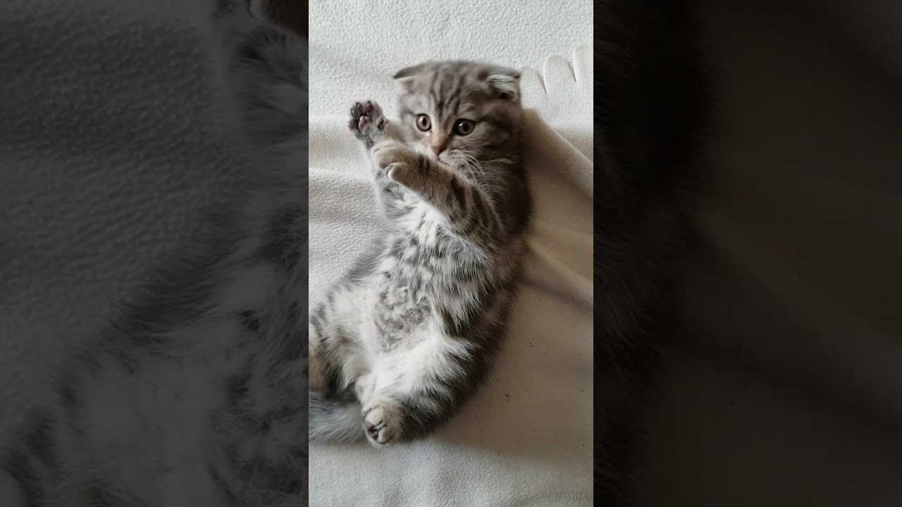 Cute kitten attacked - YouTube