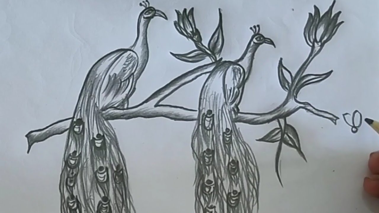 How to draw two beautiful peacock Step by Step , Easy peacock drowning ...