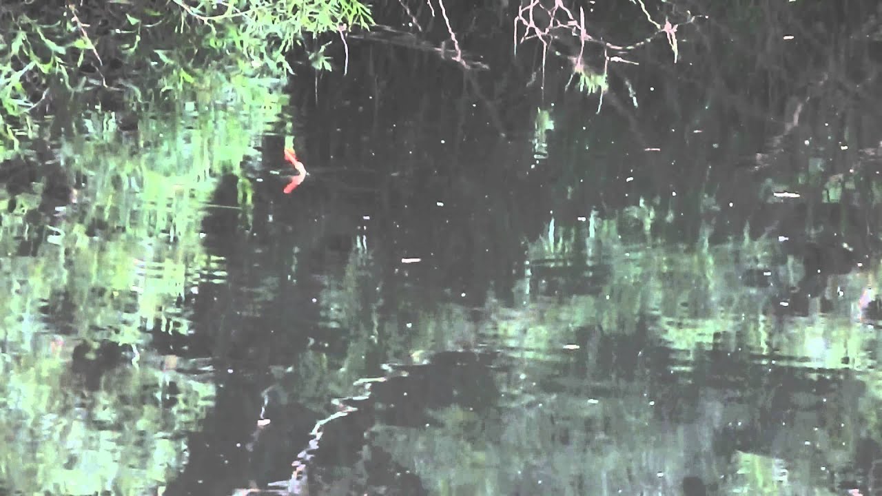 Pole fishing on the river Aire part two - YouTube