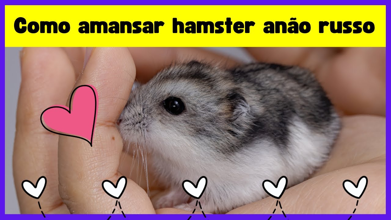 Como amansar hamster anão russo: Dicas para conquistar a confiança do ...