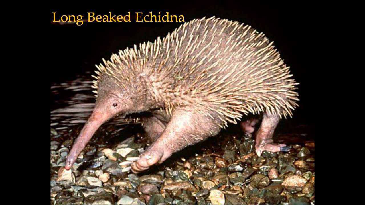 The 25 Weirdest Animals YouTube the-25-weirdest-animals-youtube