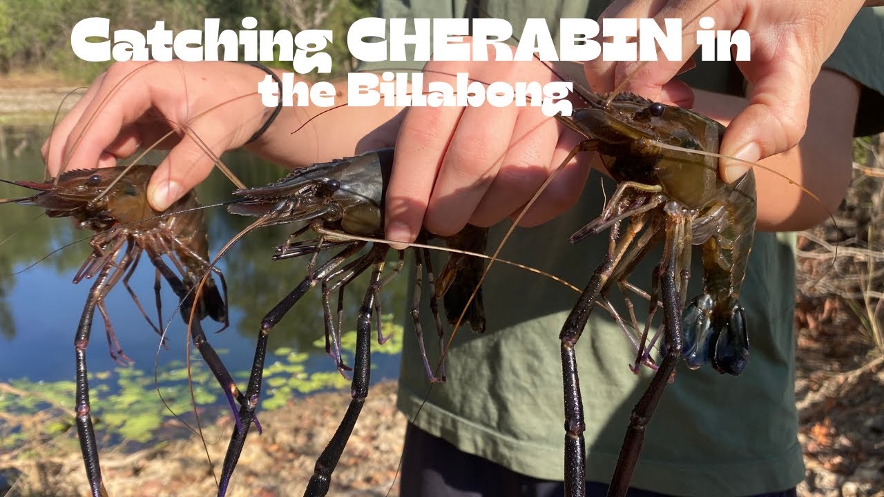 Hunting Cherabin! Catching Saratoga! Searching for freshwater crayfish ...