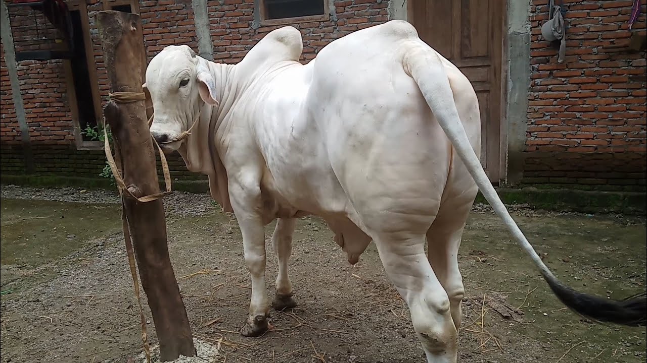 SAPI PUNUK GANDA‼️ SUNDUL LANGIT‼️TRAH SURYOMENGGOLO🔥🔥🔥 - YouTube