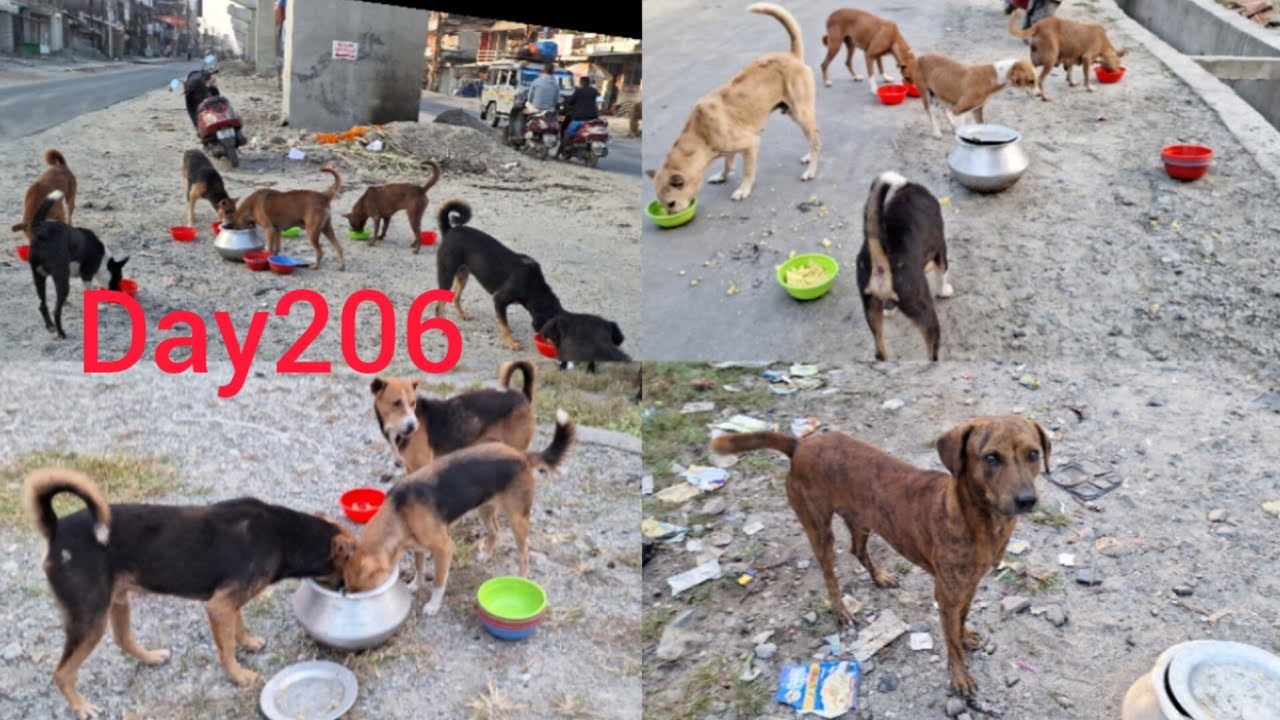 Aaj Last Dogi Dosto ko Khana Kam Mila @DEEPLepcha-sb3ru #doglovers ...