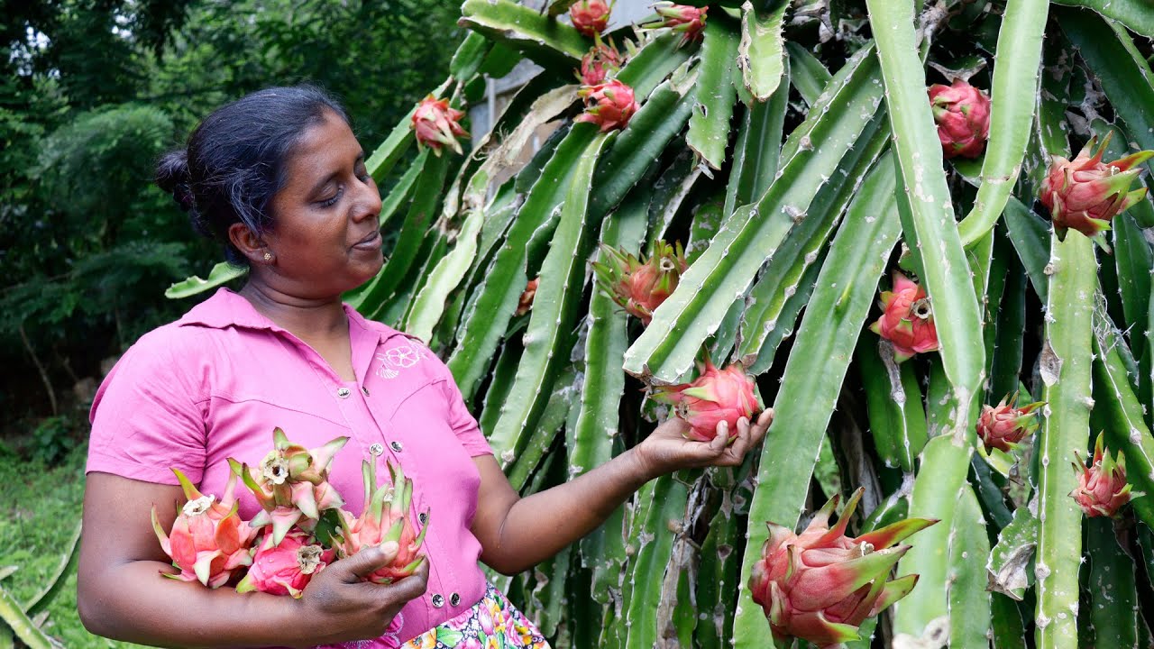 Dragon Fruit Red Musket: As a satisfying dessert or snack full of ...