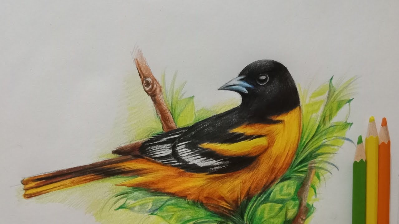 How to draw Baltimore Oriole drawing!Brid!Pencil drawing & colour! 2020 ...