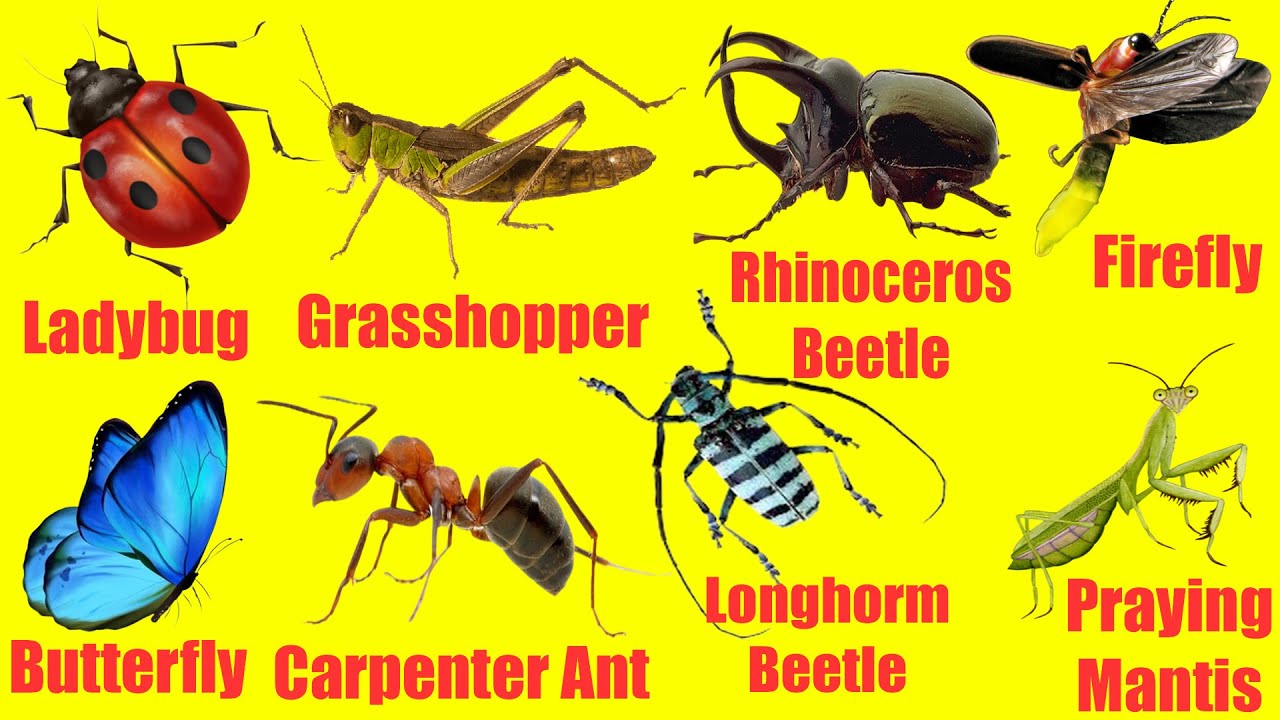 Insects in English | Learn Names of Insects by Kids - YouTube