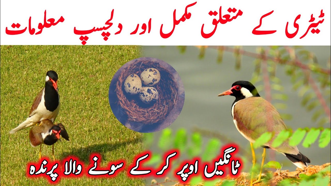 complete and hidden secrets about red wattled lapwing bird | tatiri ...