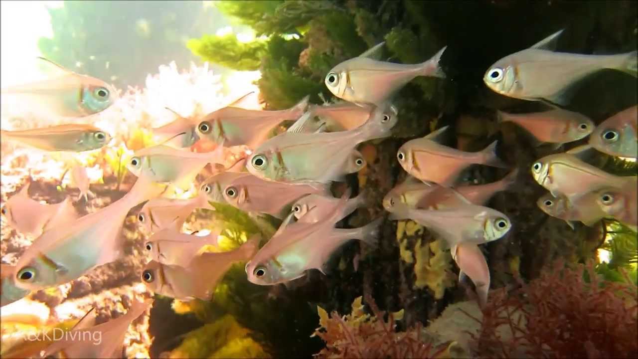 SCUBA Diving A&K HD | Port Victoria Jetty JAN 2014 South Australia ...